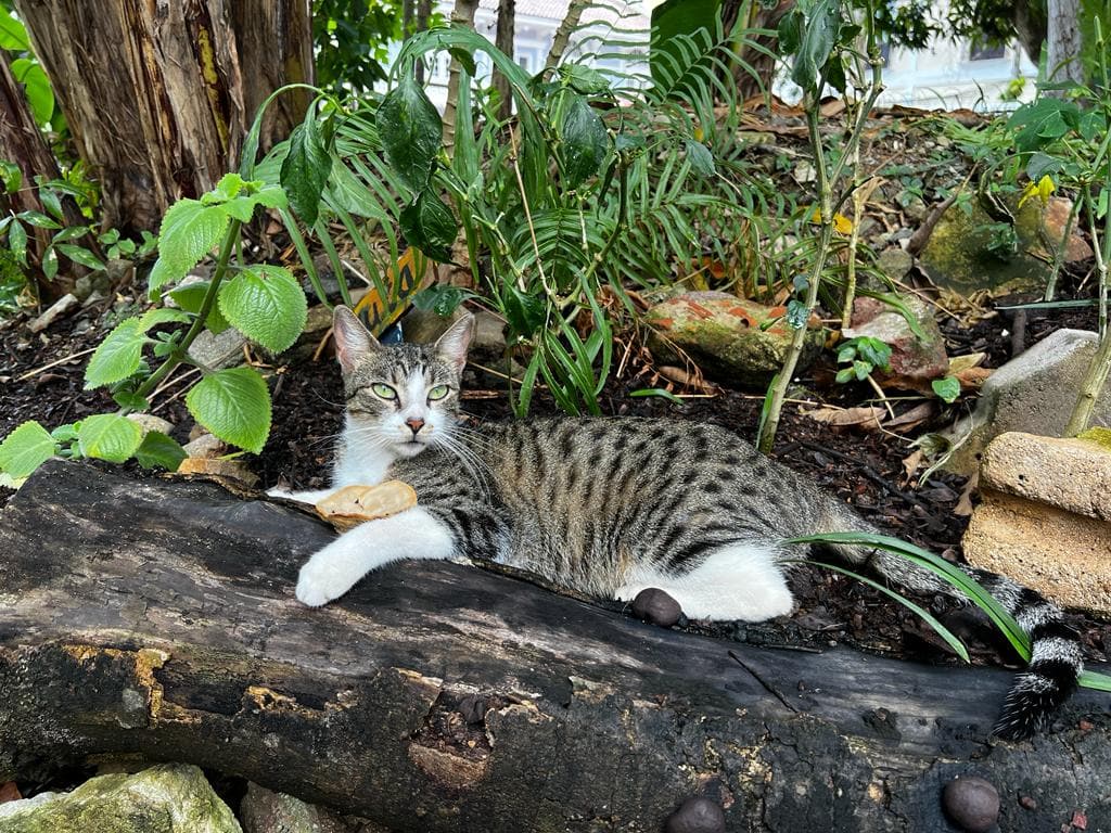 Casco Cat Community Panamá: Transforming Lives Together - Visit Panamá ...