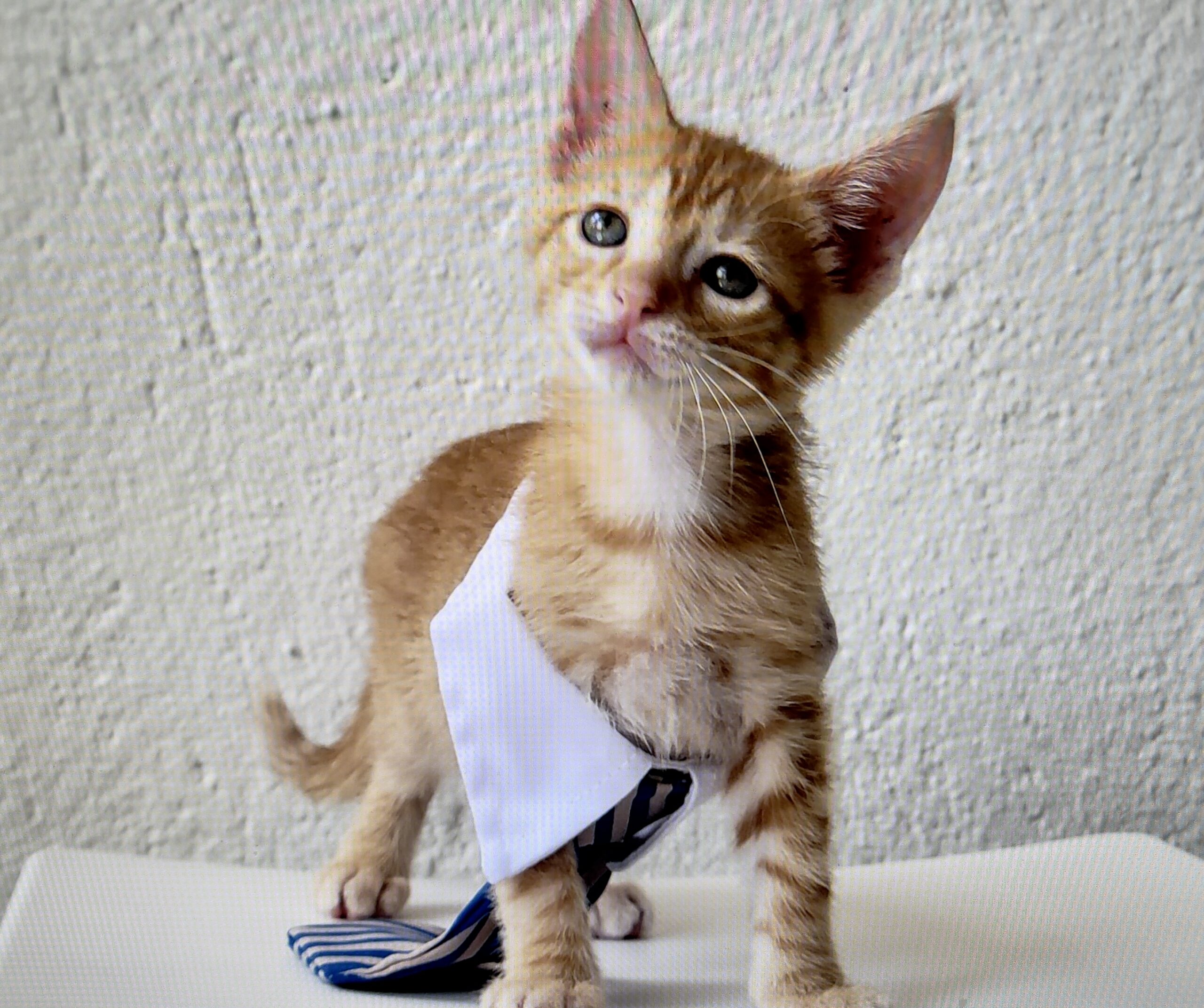 Casco Cat Community | Feeding, Spaying & Rescue in Casco Viejo